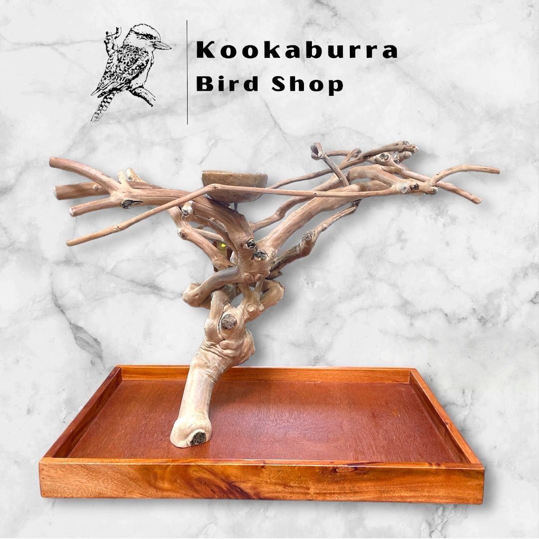 Birds for Adoption AKA Second-Hand Birds | Kookaburra Bird Shop, LLC ...