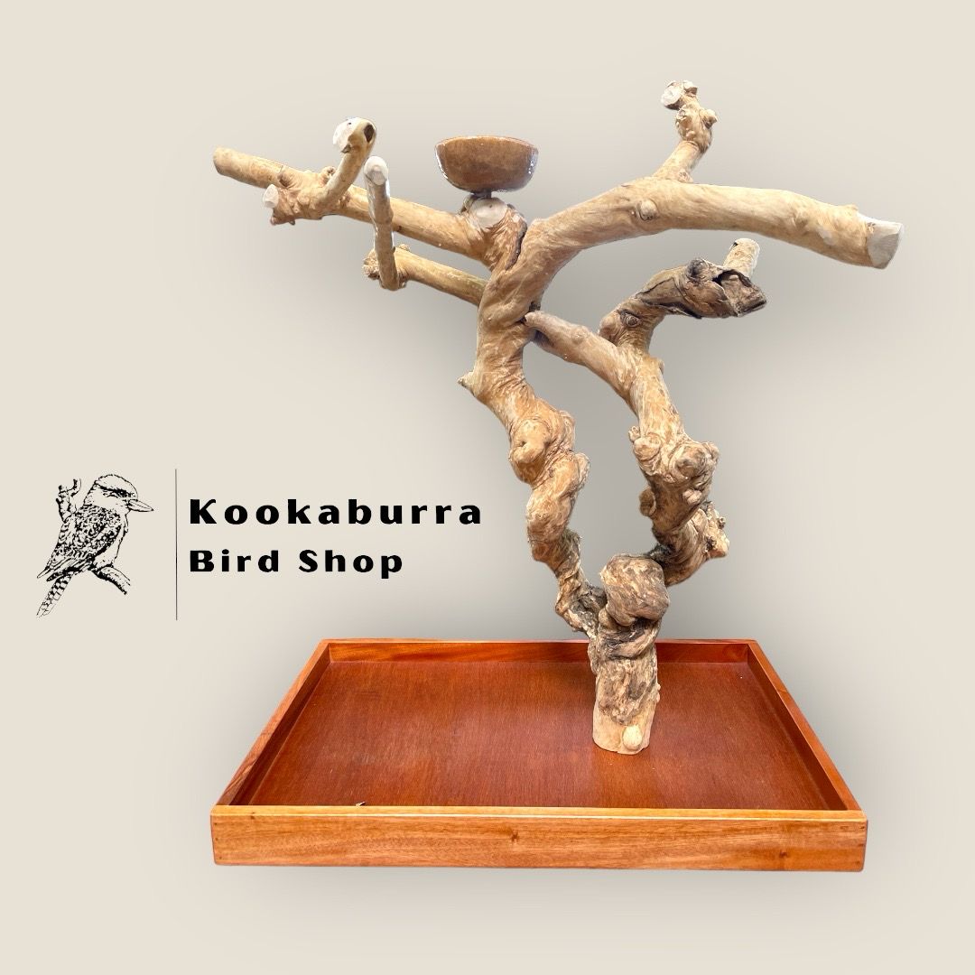 Birds for Adoption AKA Second-Hand Birds | Kookaburra Bird Shop, LLC ...