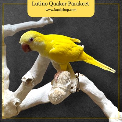 Lime Green Quaker Parrot