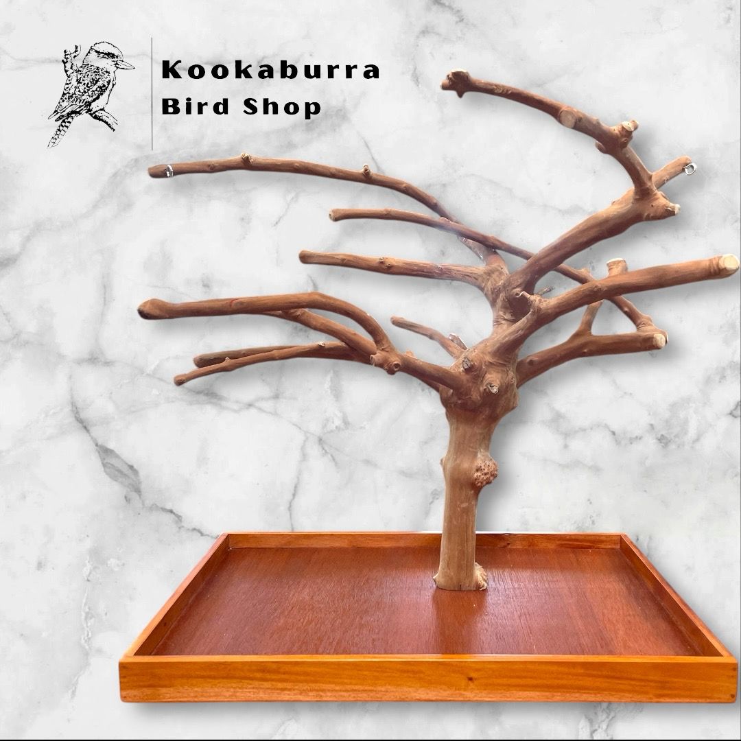 Birds for Adoption AKA Second-Hand Birds | Kookaburra Bird Shop, LLC ...