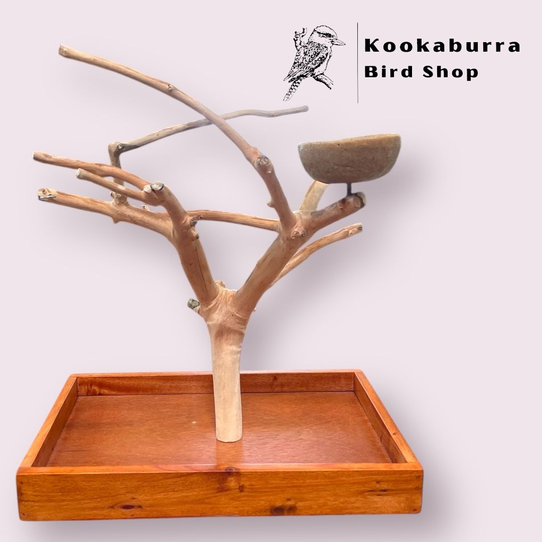 Birds for Adoption AKA Second-Hand Birds | Kookaburra Bird Shop, LLC ...