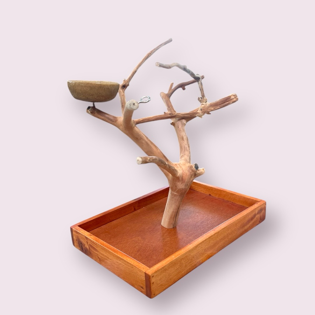 Birds for Adoption AKA Second-Hand Birds | Kookaburra Bird Shop, LLC ...