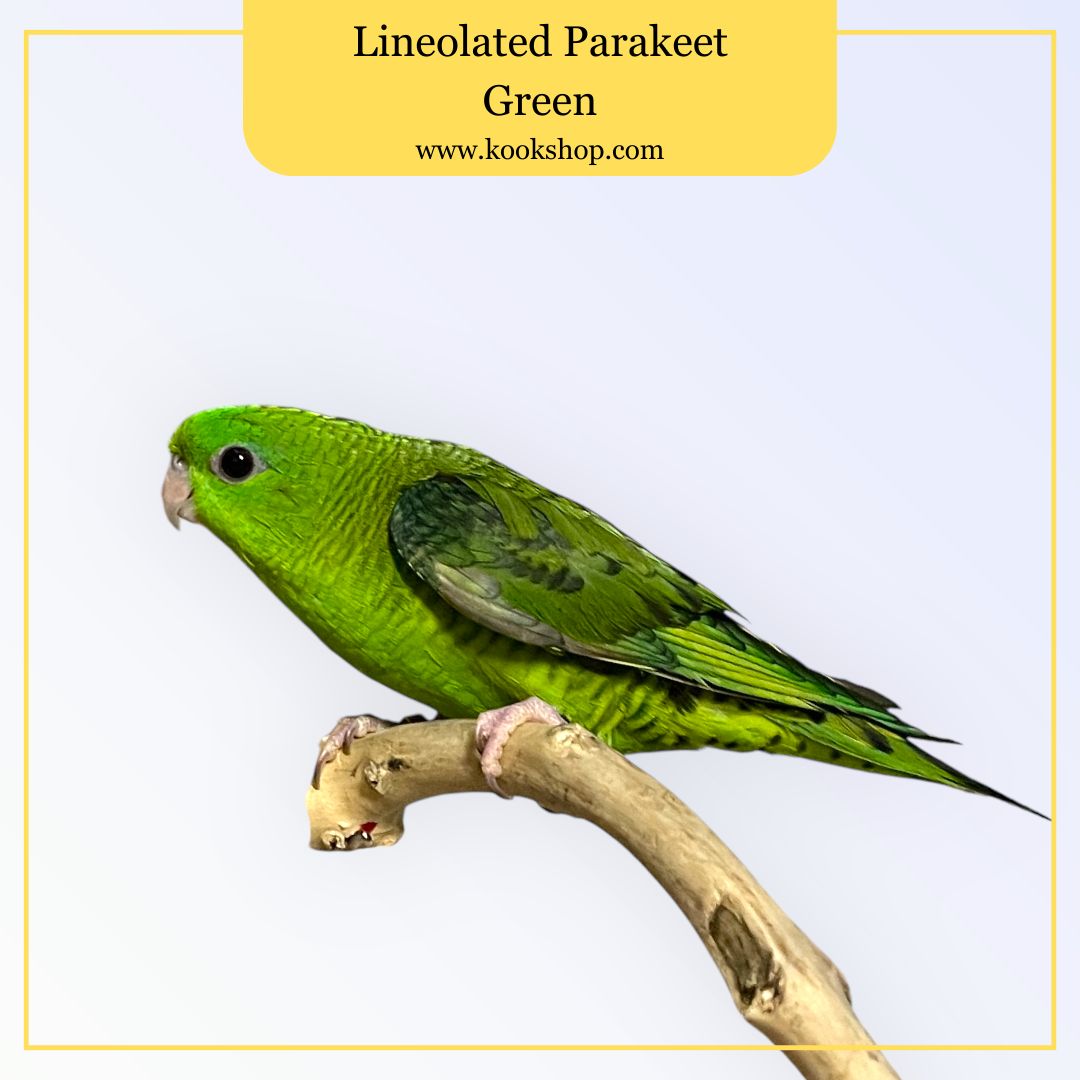 10 Fun Facts About Green Cheeked Conures: The Playful Parrots.