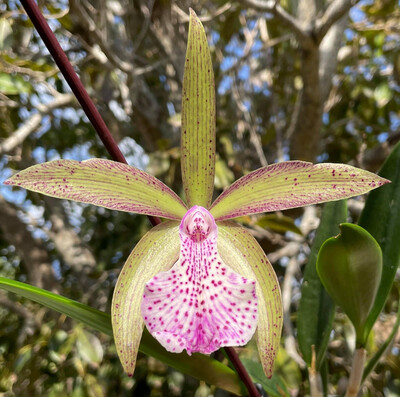 Machiela’s Orchids