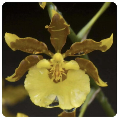 Machiela’s Orchids