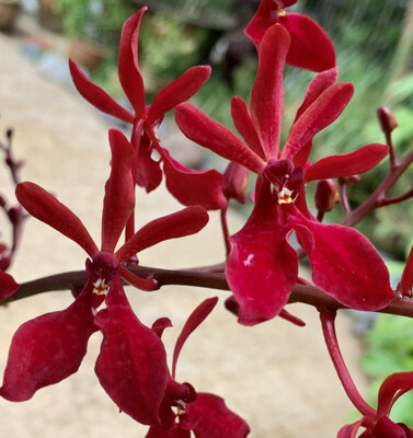 Machiela’s Orchids