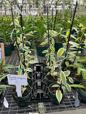 Machiela’s Orchids