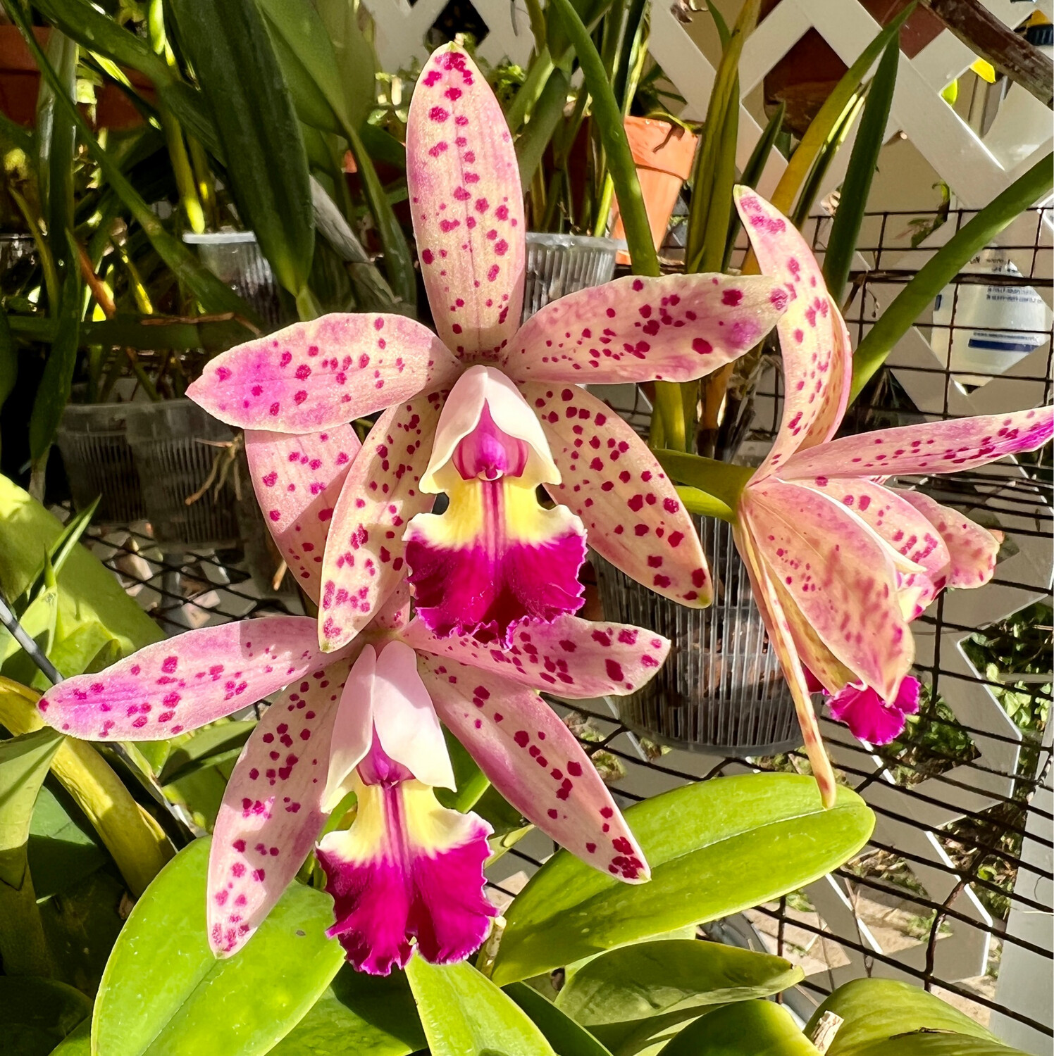 Lc Tropical Pointer Cheetah