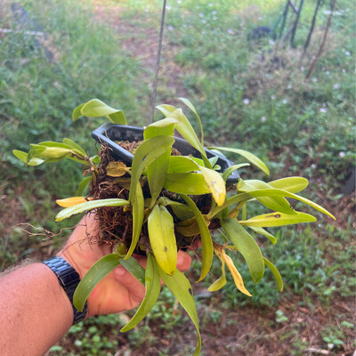 Machiela’s Orchids