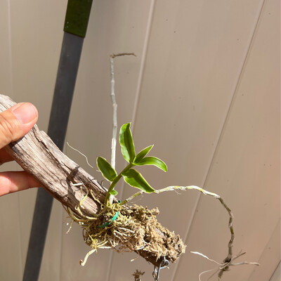 Machiela’s Orchids