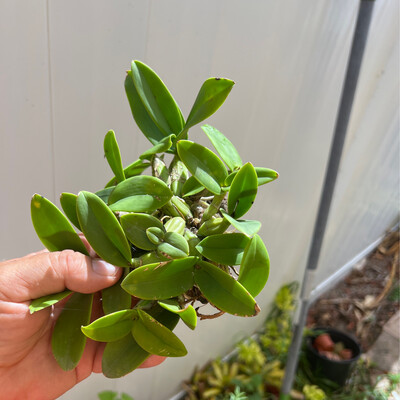 Machiela’s Orchids