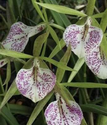 Machiela’s Orchids