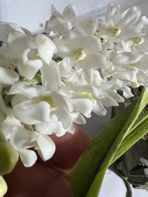 Machiela’s Orchids