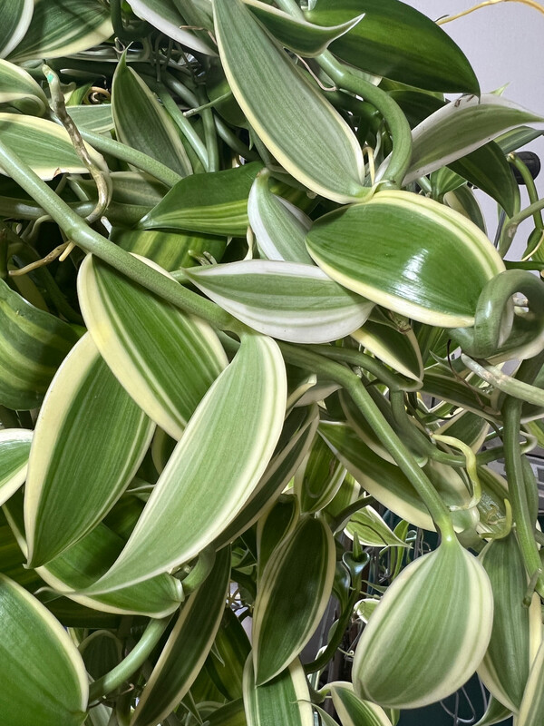 Machiela’s Orchids