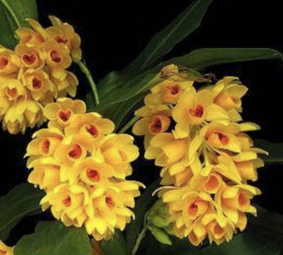 Machiela’s Orchids