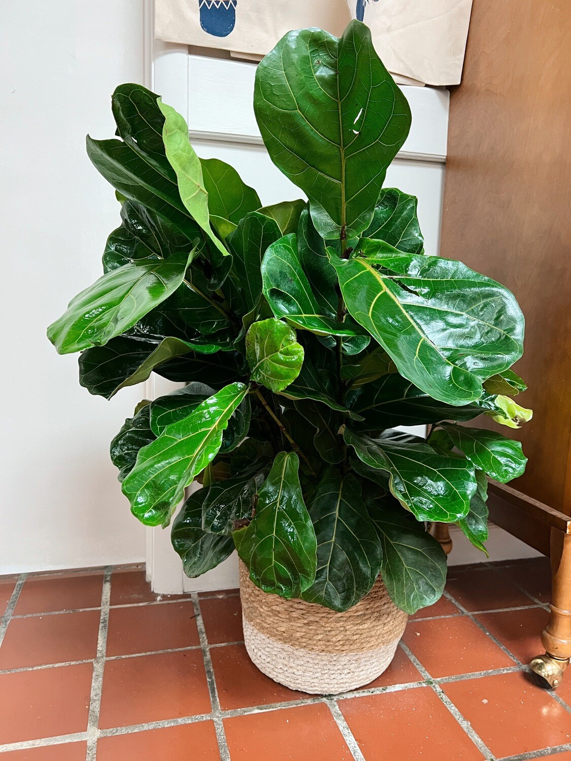 10" Fiddle Leaf Fig Bush