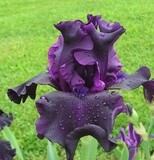 GHOST TRAIN Tall Bearded Iris