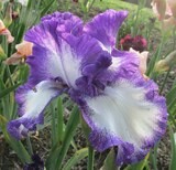 AMERICAN CLASSIC tall bearded iris