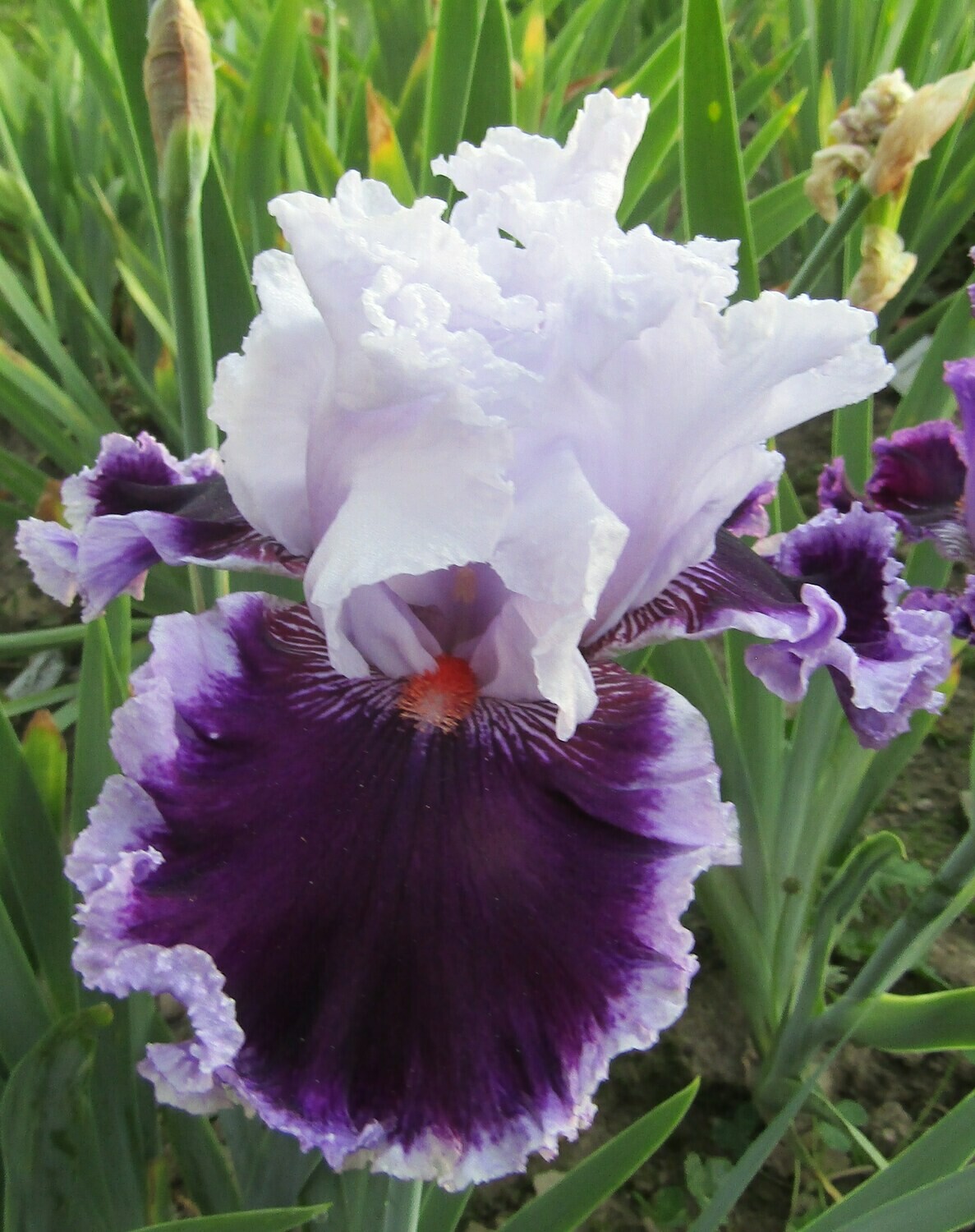DARING DECEPTION Tall Bearded Iris