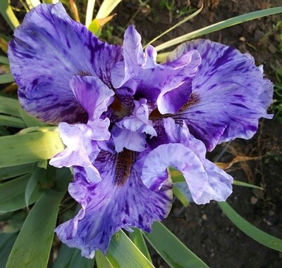 Broken Color Irises
