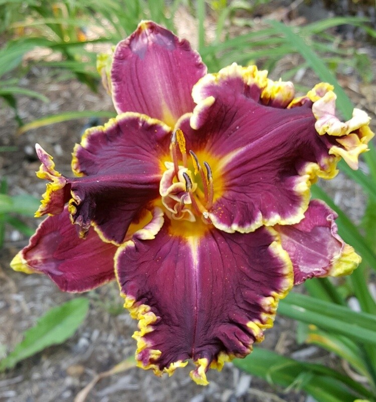 Daylily DARK NIGHT DYNAMITE