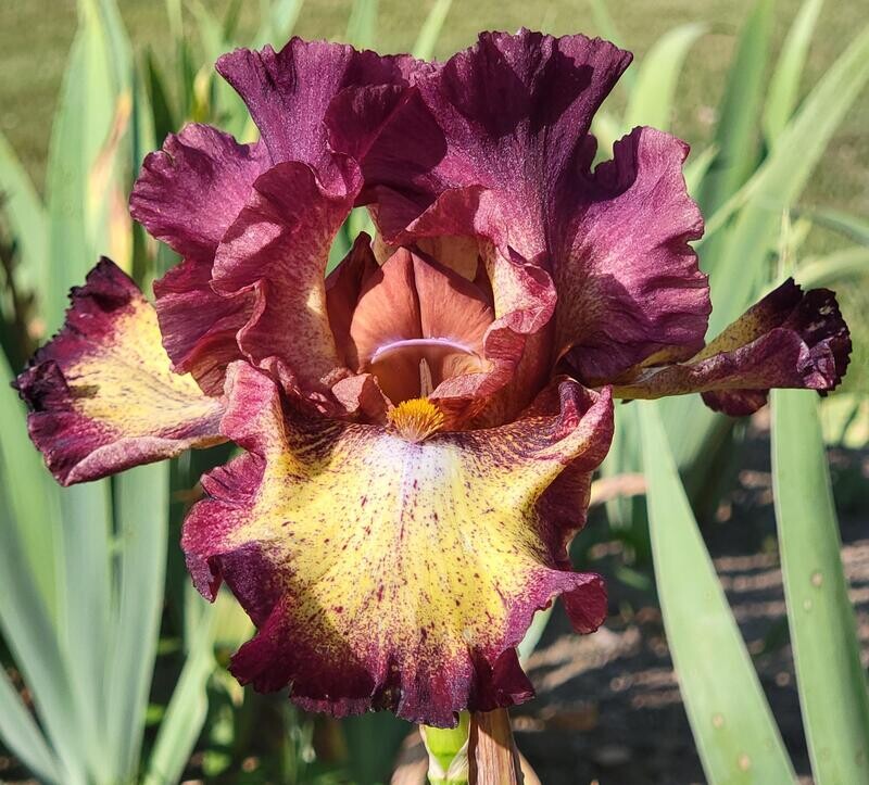 RODEO GIRL Tall Bearded Iris