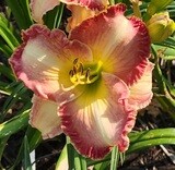 Daylily RASPBERRY FROST