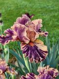 Broken Color Iris - WILD STREAK