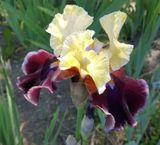 FINALIST Tall Bearded Iris