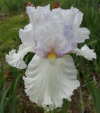 Bubbling Lace Tall Bearded Iris
