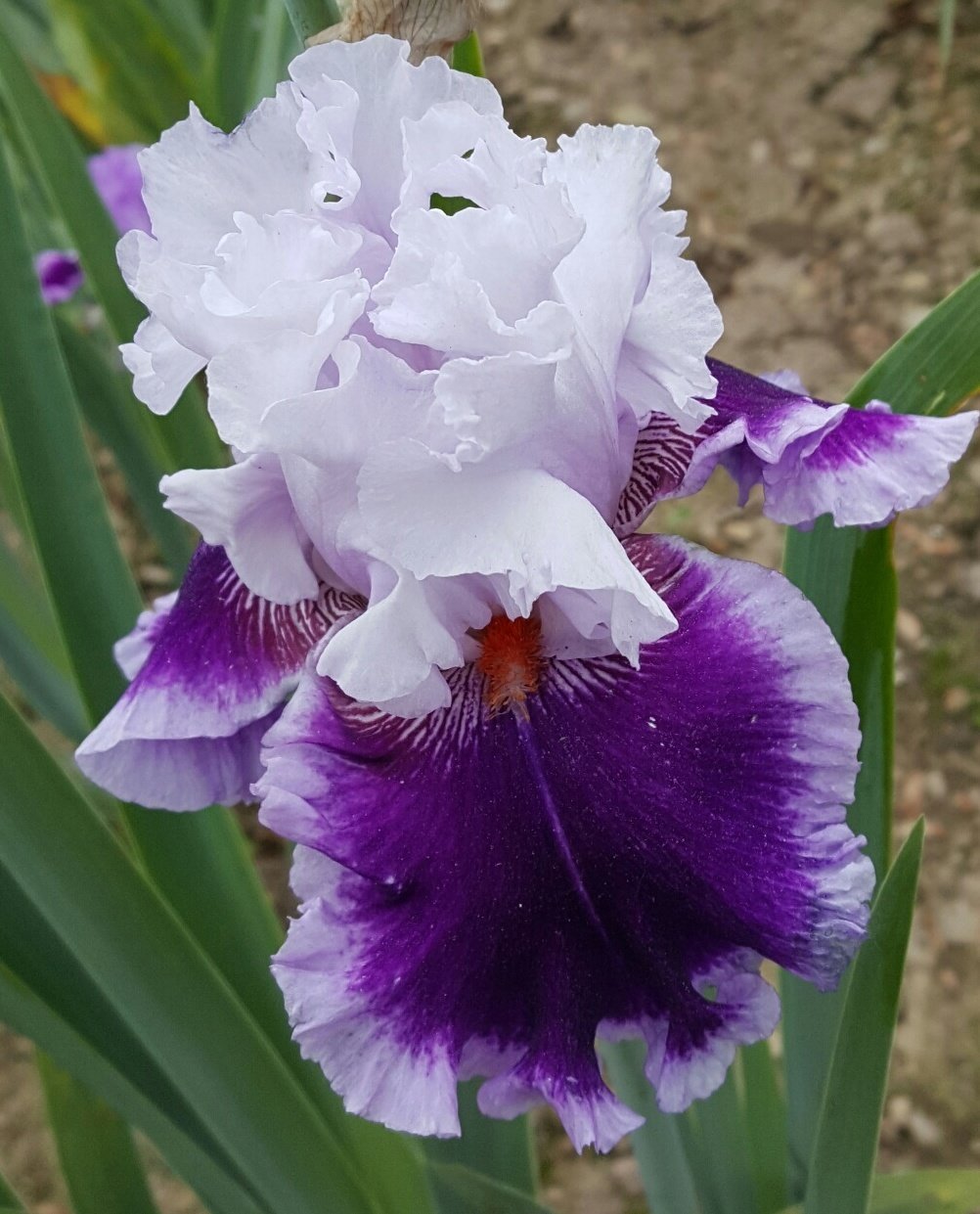 DARING DECEPTION Tall Bearded Iris