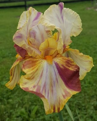 Irises