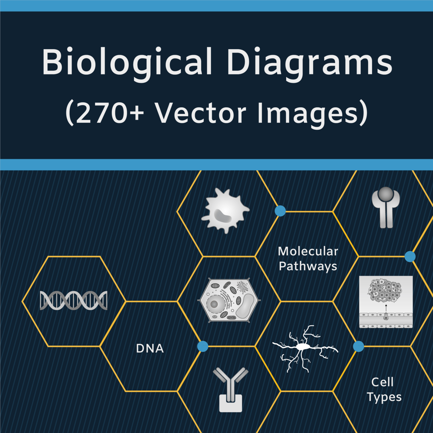 Biological Diagram Templates - Vector Drawings for Download Biological Diagram Templates - Vector Drawings for Download