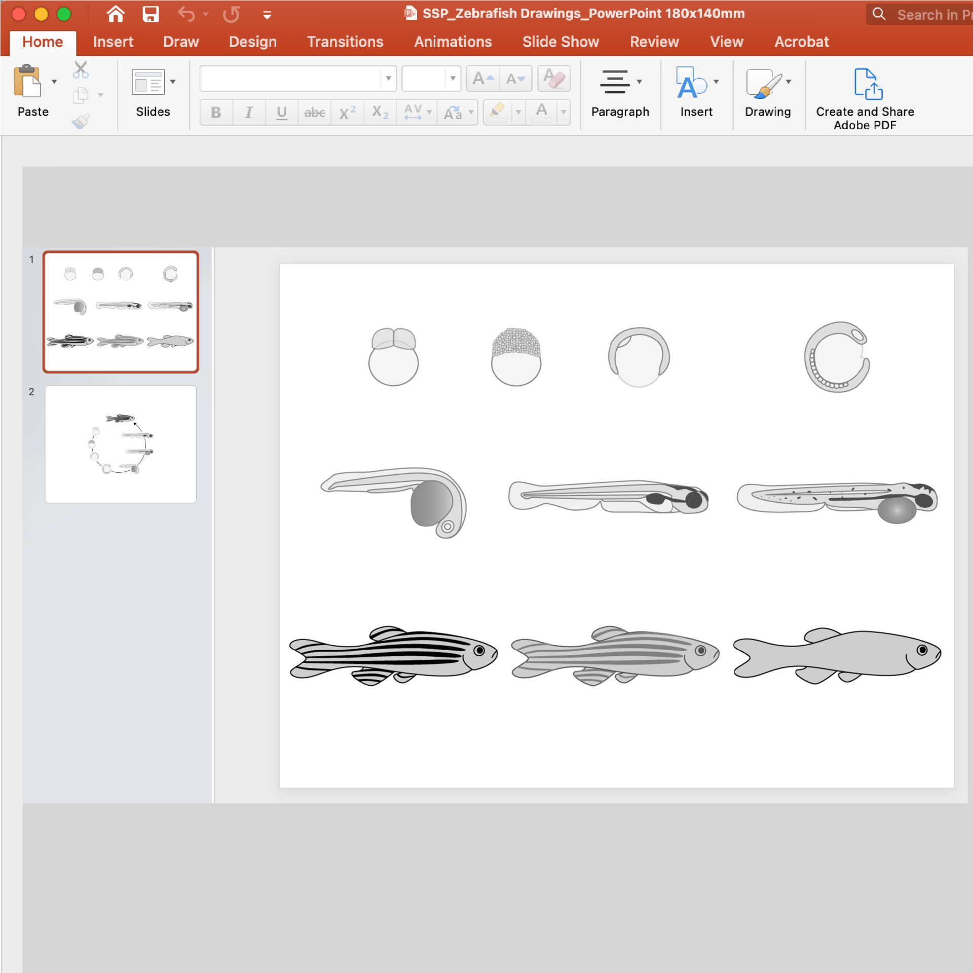 Zebrafish Embryo Drawing