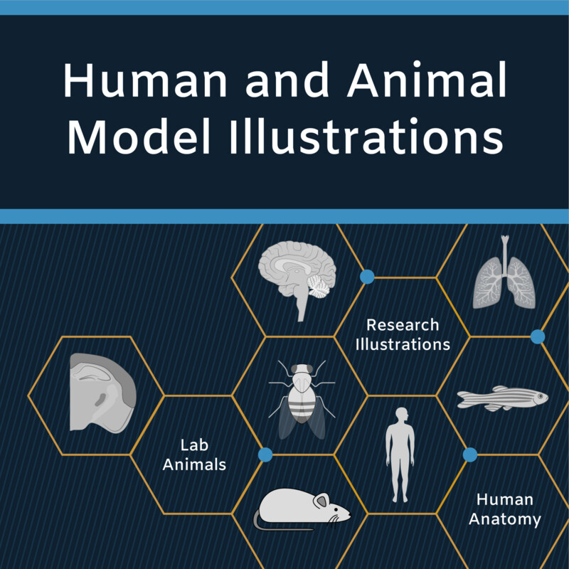 Science Vector Images and Templates | Free and Affordable Downloads