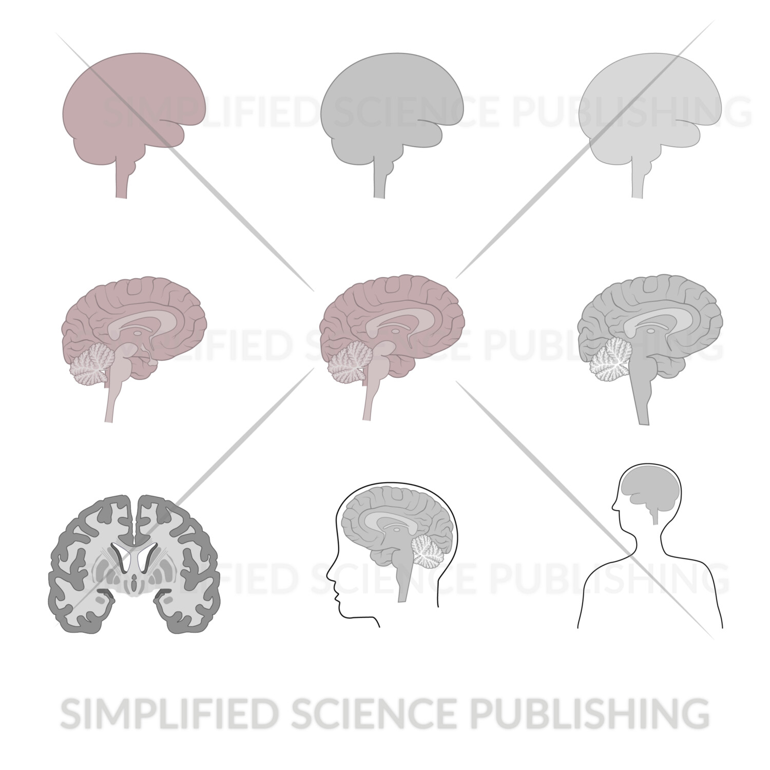 Human Brain Drawings - Vector Images for Download