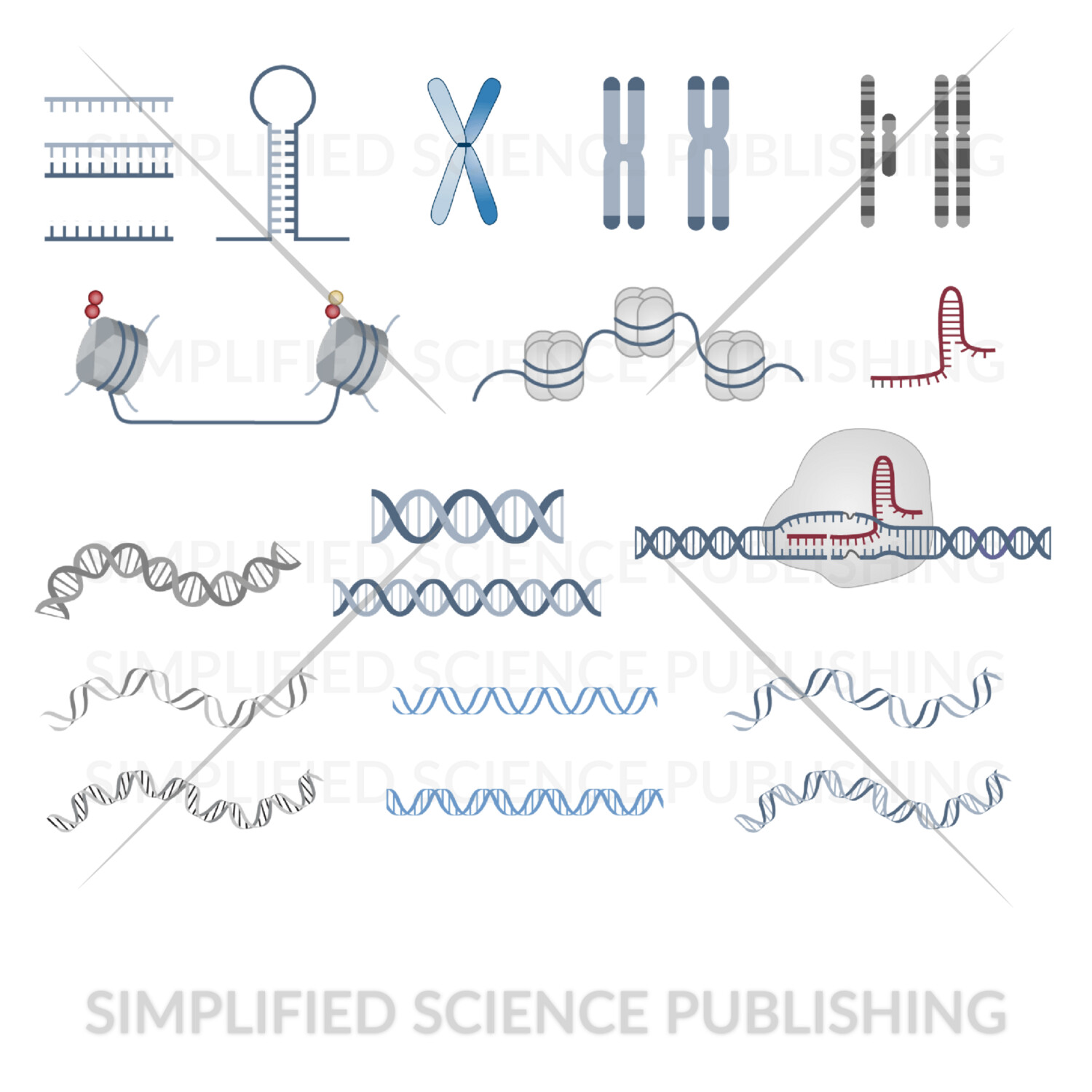 DNA, RNA, Histone, CRISPR Drawings - Scientific Illustrations for Download