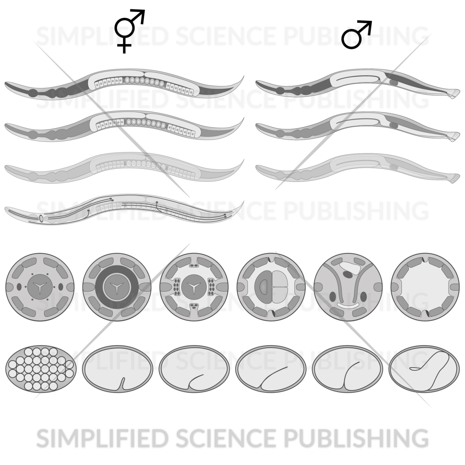 Caenorhabditis elegans Nematode Drawings - Scientific Illustrations for ...