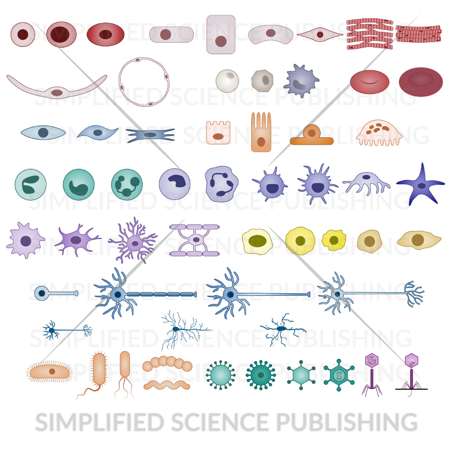 Cell Type Images - Scientific Illustrations for Download