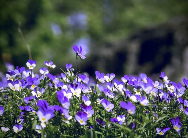 Violets
