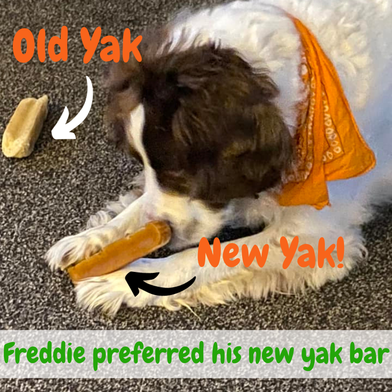 Yak Bars by Yakees, Cheese bars 40 - 50% Himalayan Yak Milk Dog Treat