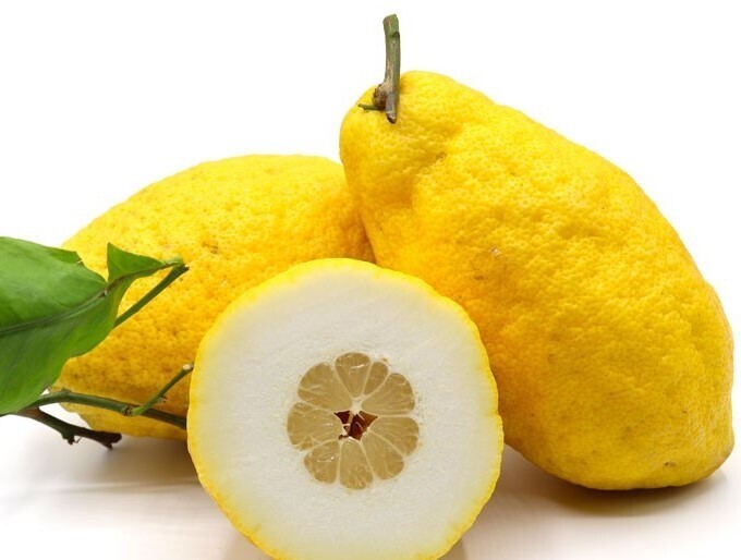 Cedro
