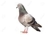 PALOMAS