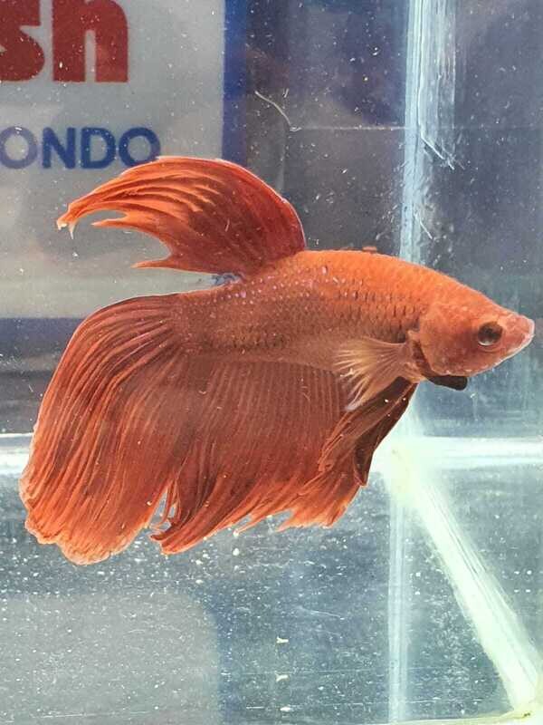 Betta