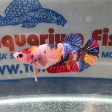 Betta