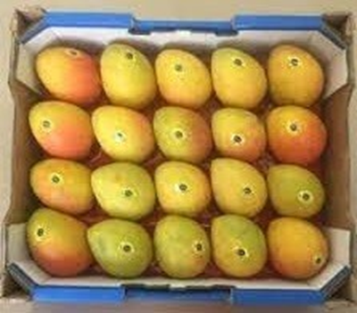 PREMIUM SWEET Sml New Season kp MANGOES (LARGE TRAY OF 23)