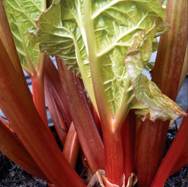 Rhubarb