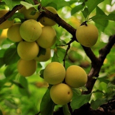 Plum Luisa | Shop Trees for Bees Nursery