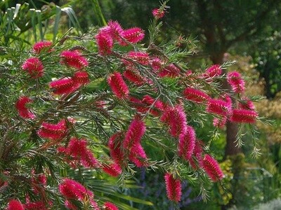 Bottlebrush