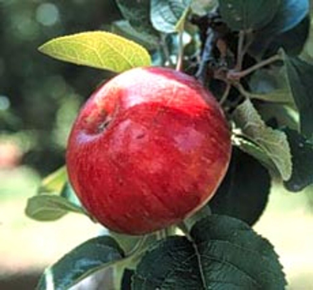 Cider Apple Tree - Somerset Redstreak